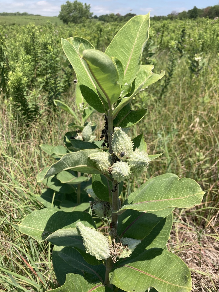 common milkweed from Pioneers Park Nature Center, Lincoln, NE, US on ...