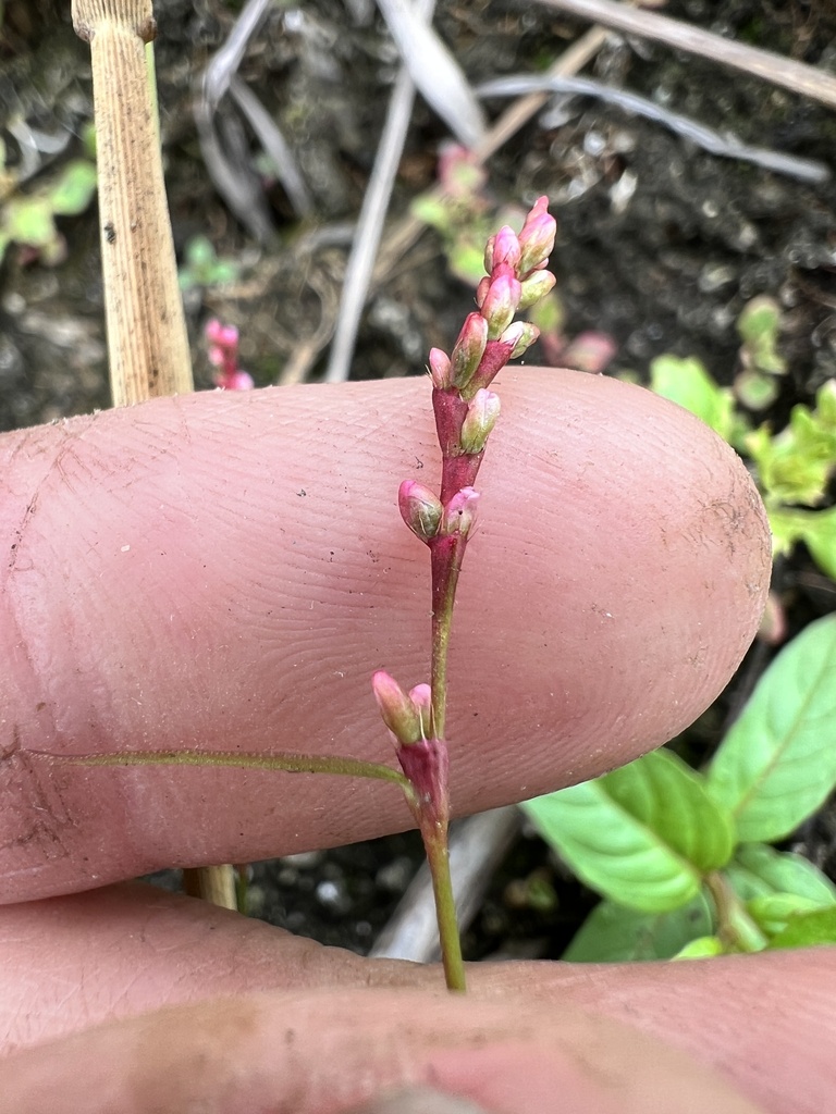 small water-pepper from Чкаловский, Екатеринбург, Свердловская область ...