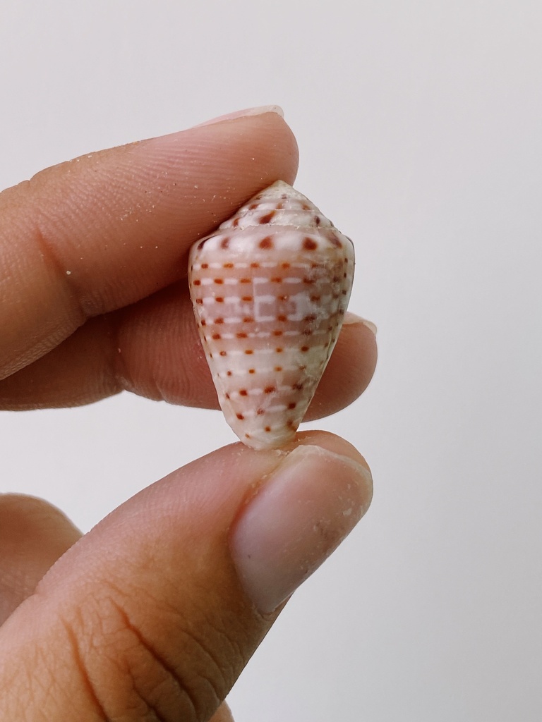 Ringed Cone from Gulf of Suez, Red Sea, EG on July 18, 2023 at 07:14 PM ...