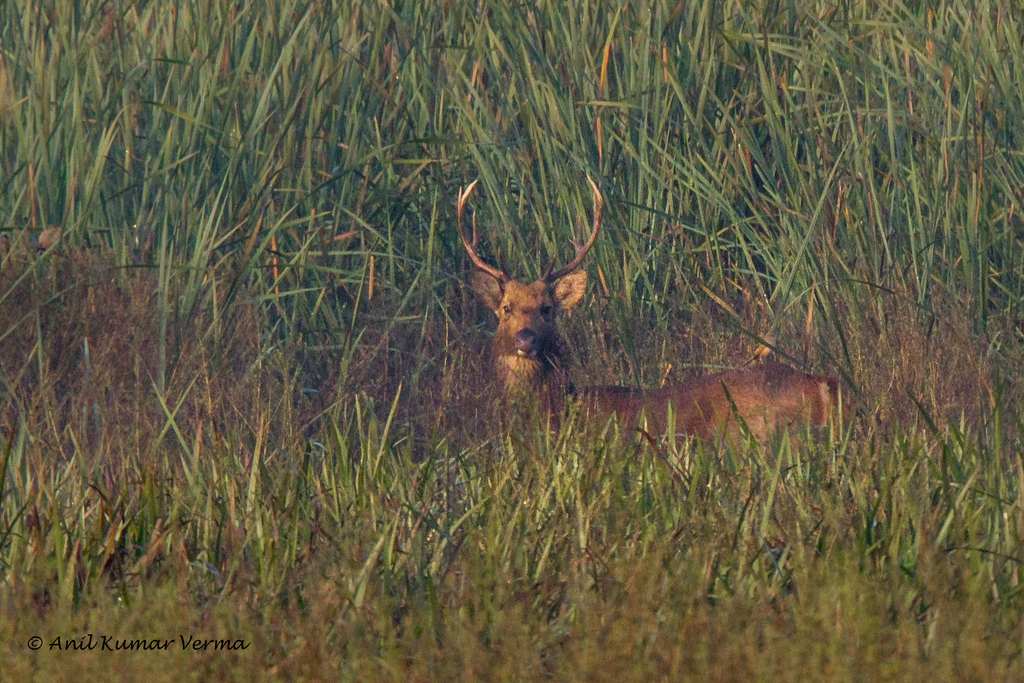 Western Swamp Deer in November 2018 by Anil Kumar Verma · iNaturalist