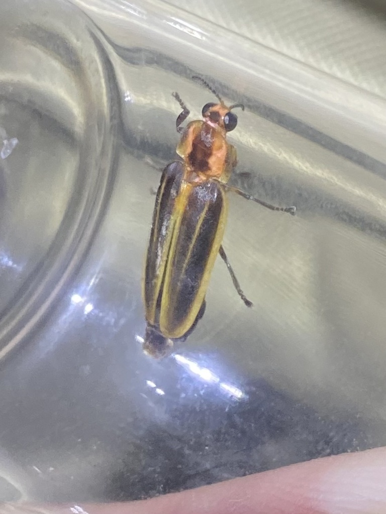 Keel-necked firefly in July 2023 by aaronr. about 13mm, flashes nearly ...