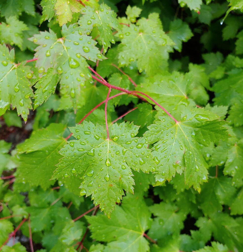 Rocky Mountain maple from Glacier County, MT, USA on July 11, 2023 at ...