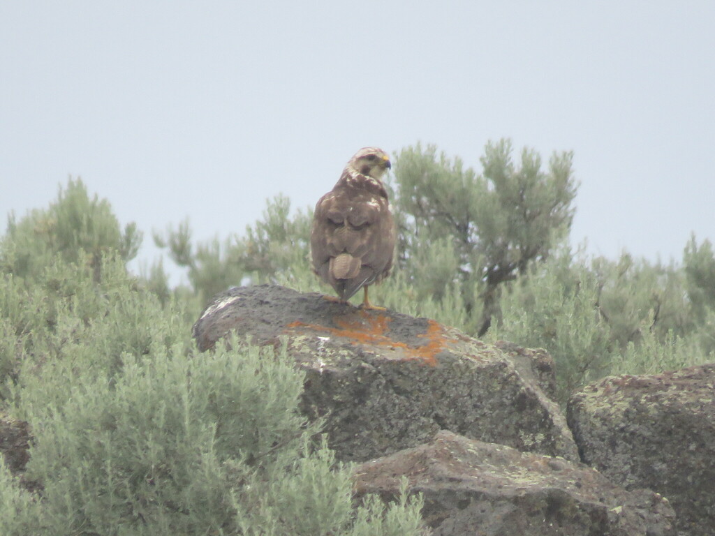 Swainson's Hawk from Ada County, ID, USA on May 30, 2023 at 06:33 PM by ...