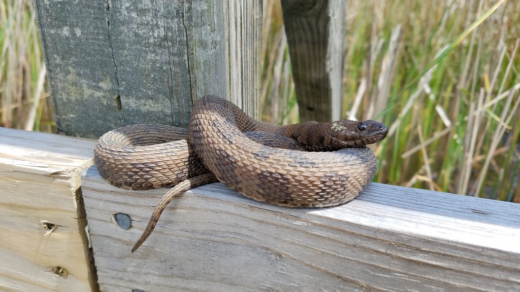 Brown Watersnake from Virginia Beach, VA, USA on April 23, 2016 at 02: ...