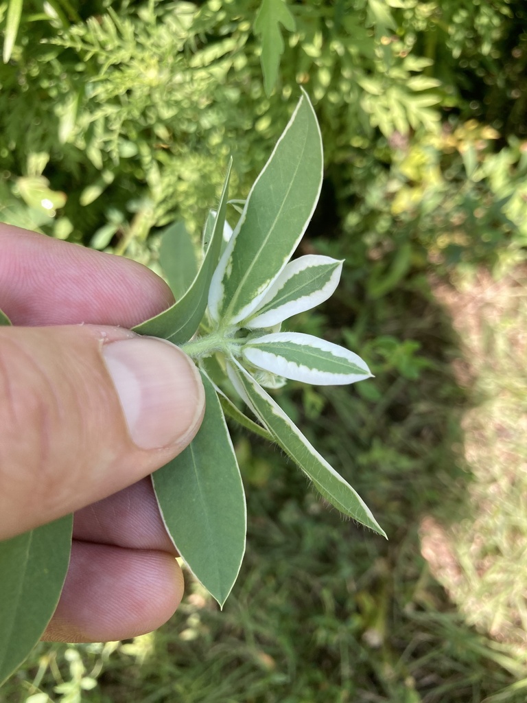 snow-on-the-mountain from Pioneers Park Nature Center, Lincoln, NE, US ...