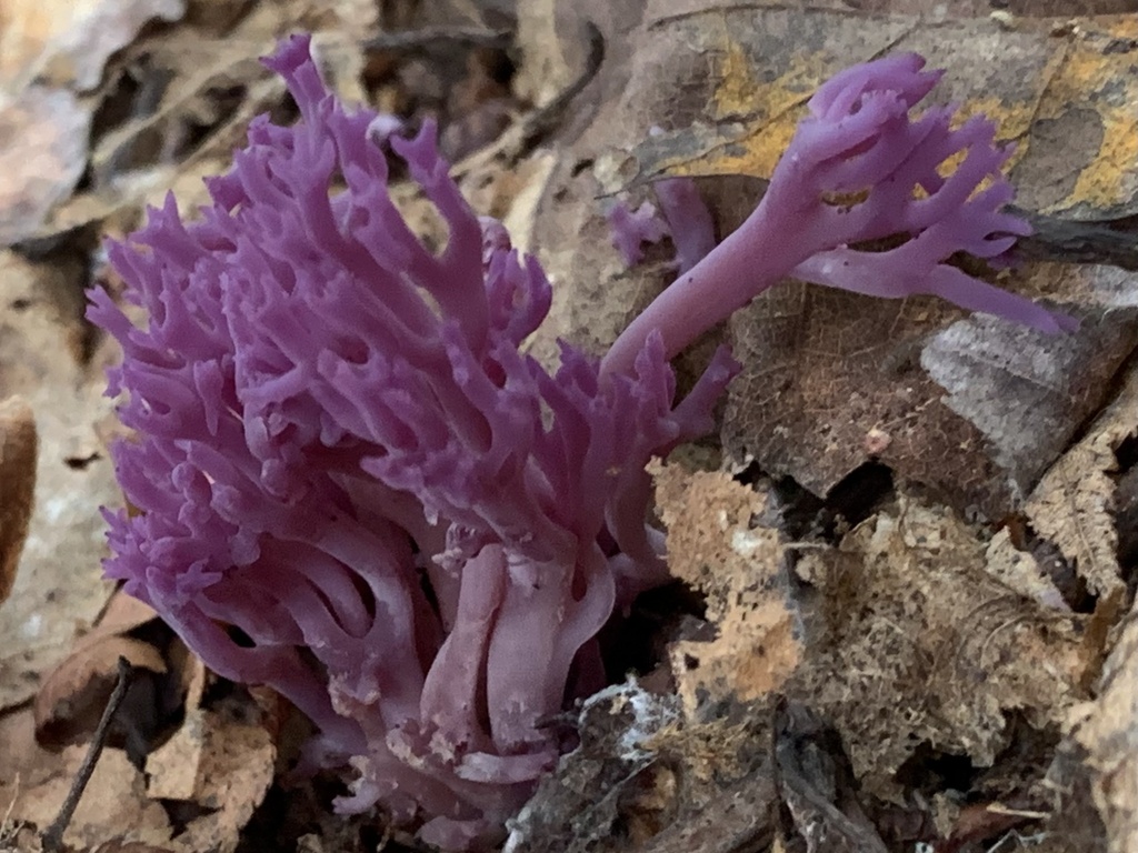 violet coral fungus in July 2023 by kaileem · iNaturalist