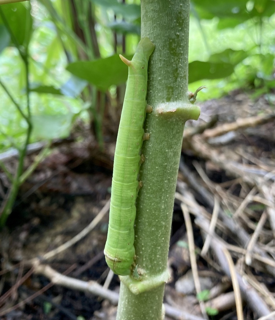 Alope Sphinx from Cody Bluffs Rd, Babson Park, FL, US on July 17, 2023 ...
