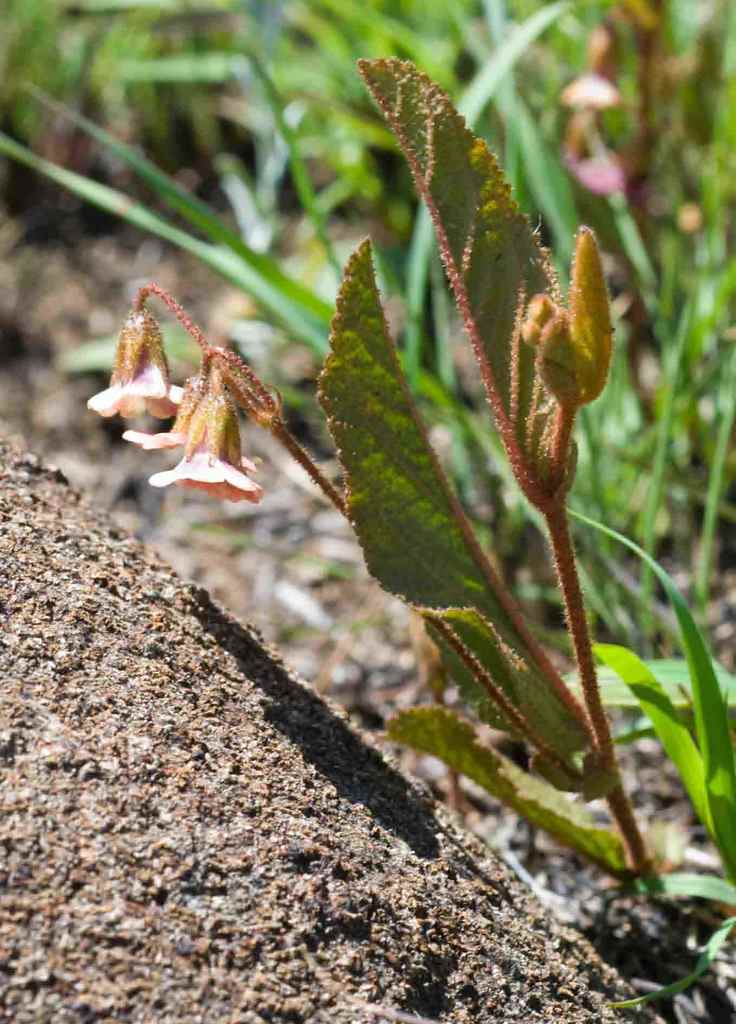 Hermannia woodii from Impendle, South Africa on October 11, 2008 at 01: ...