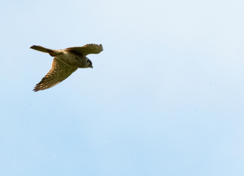 American Kestrel from Val-d'Or, QC, Canada on July 18, 2023 at 09:28 AM ...