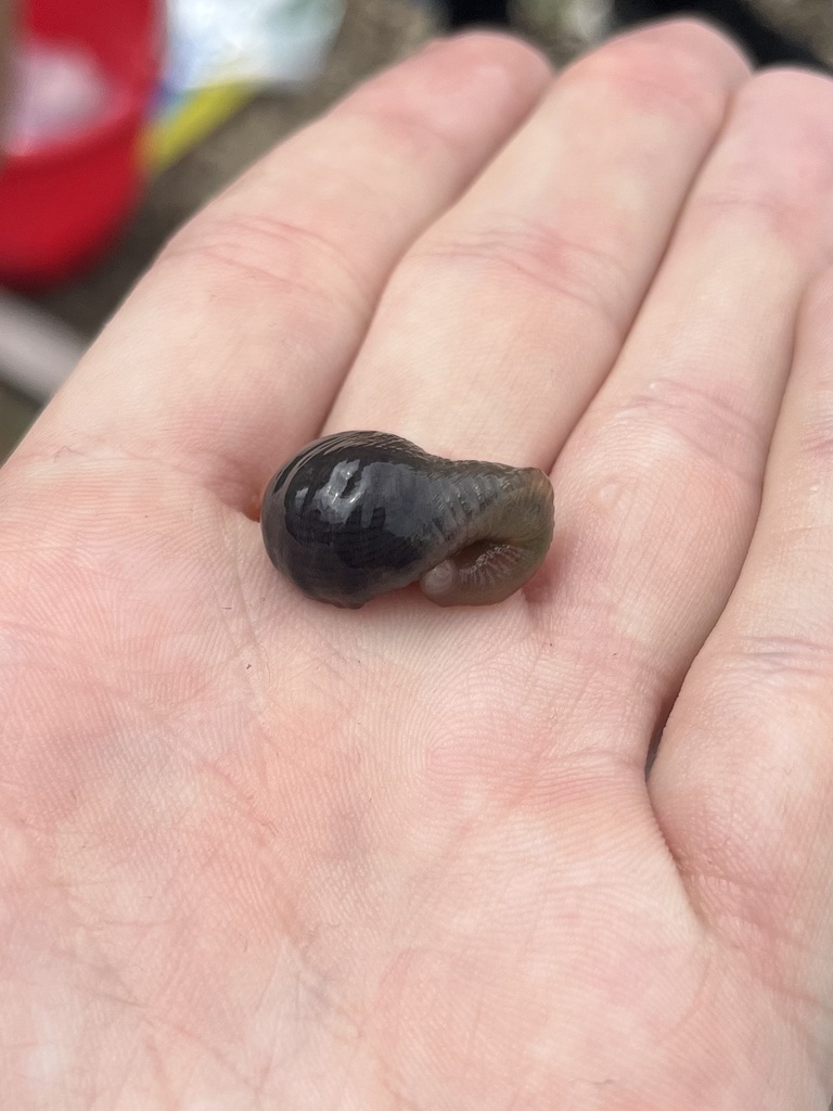 Actinobdella pediculata from Atlantic Ave, Monaca, PA, US on July 18 ...