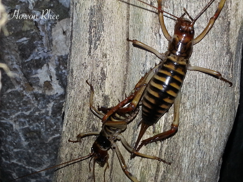 Observations by tettigonia · iNaturalist