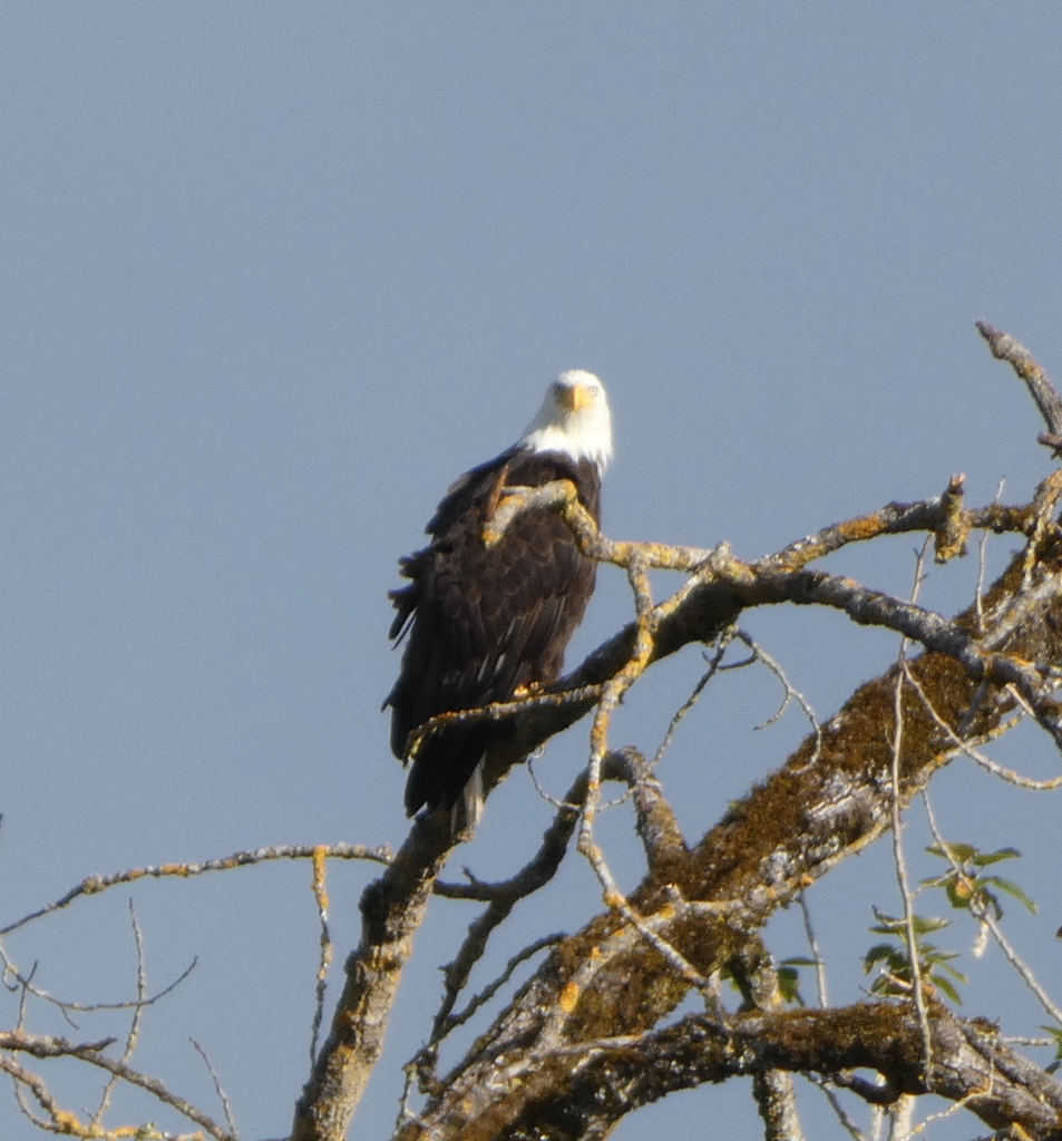 Bald Eagle from Southeast Portland, Portland, OR, USA on July 17, 2023 ...
