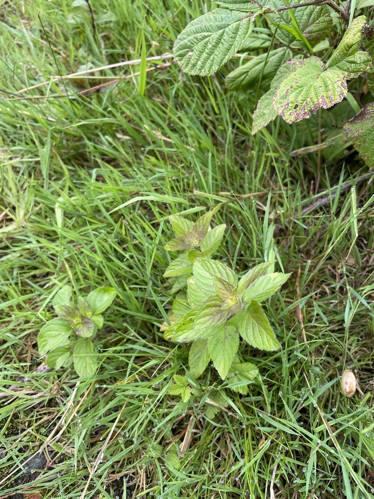 watermint from Pennington Flash Country Park, Leigh, England, GB on ...