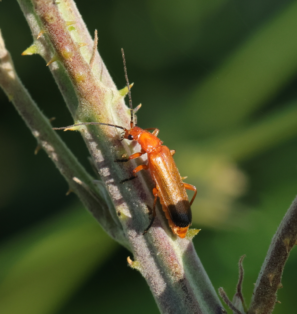 Common Red Soldier Beetle from Oudalle, France on July 18, 2023 at 10: ...