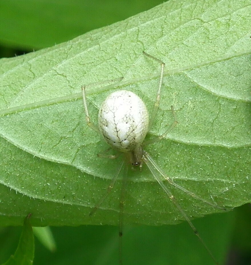 Common candy-striped spider from Rimouski, QC, Canada on July 14, 2023 ...