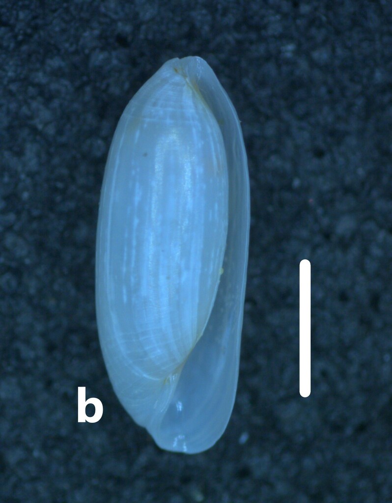 Volvulella persimilis (Gastropods of the United States Pt.9) · iNaturalist