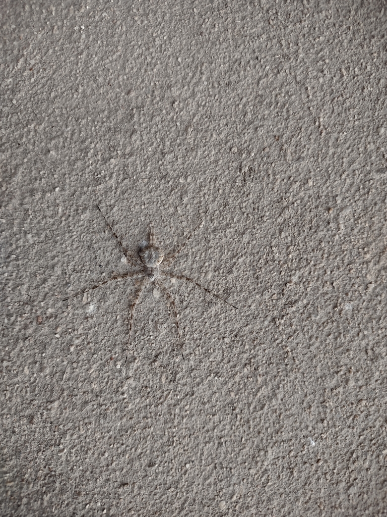 Typical Two-tailed Spiders from Cavango on July 18, 2023 at 01:43 PM by ...