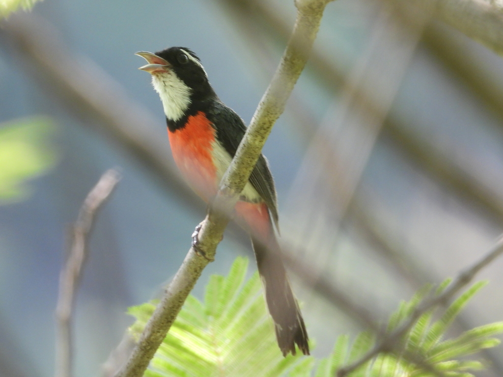 Red-breasted Chat from Tzitzio, Mich., México on July 17, 2023 at 09:02 ...
