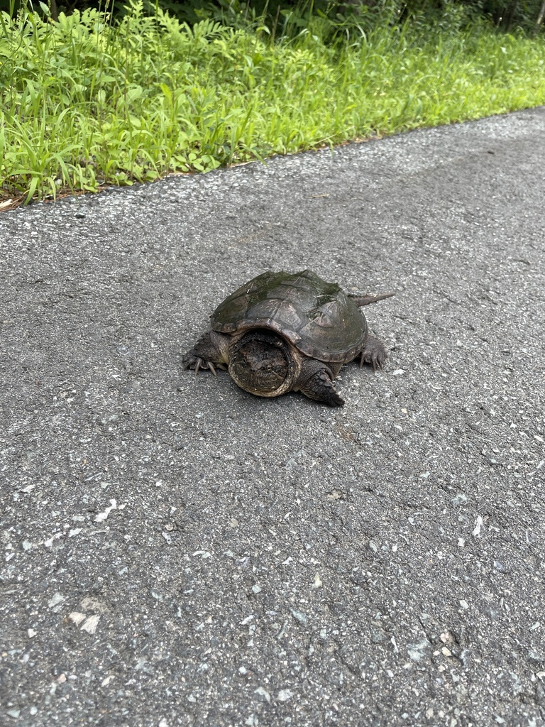 Common Snapping Turtle from Lake Rd, Newport Center, VT, US on July 18 ...