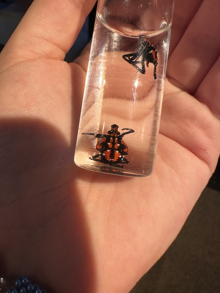 Spotted Lanternfly from Murray Hill Rd, Cleveland, OH, US on July 18 ...
