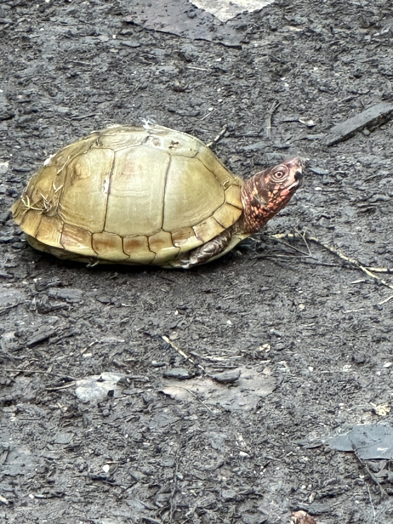 Common Box Turtle in July 2023 by bbd1228 · iNaturalist