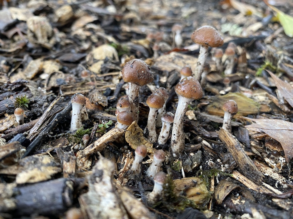 Wavy Cap in November 2022 by indolic_imagination · iNaturalist