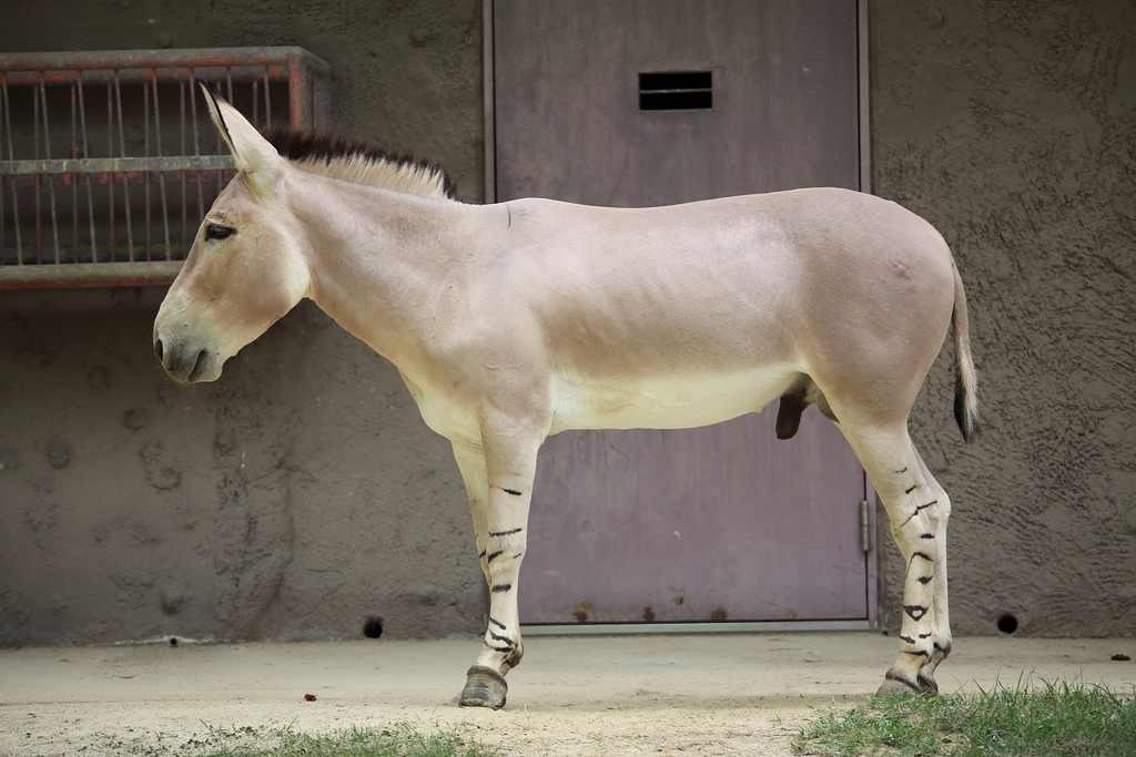 Equines (Equidae) - Know Your Mammals
