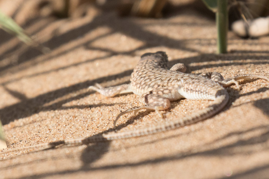 Reticulate Sand Lizard from Walvis Bay, Namibia on December 5, 2018 at ...