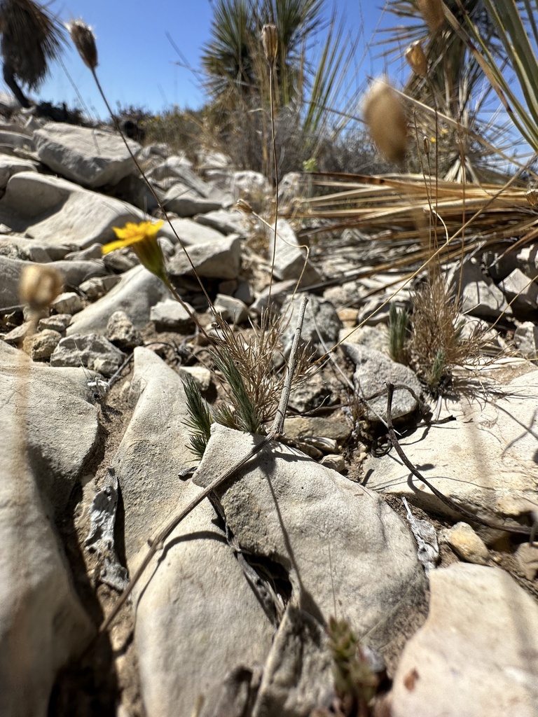 Parralena from US-90, Del Rio, TX, US on March 13, 2023 at 03:10 PM by ...