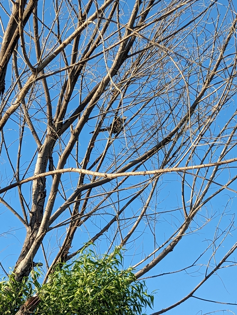 Greater Roadrunner from Bakersfield, CA 93314, USA on July 18, 2023 at ...