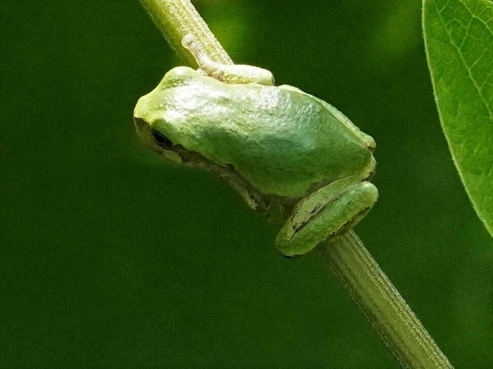 Gray Treefrog from Ottawa, ON, Canada on July 18, 2023 at 02:25 PM by K ...