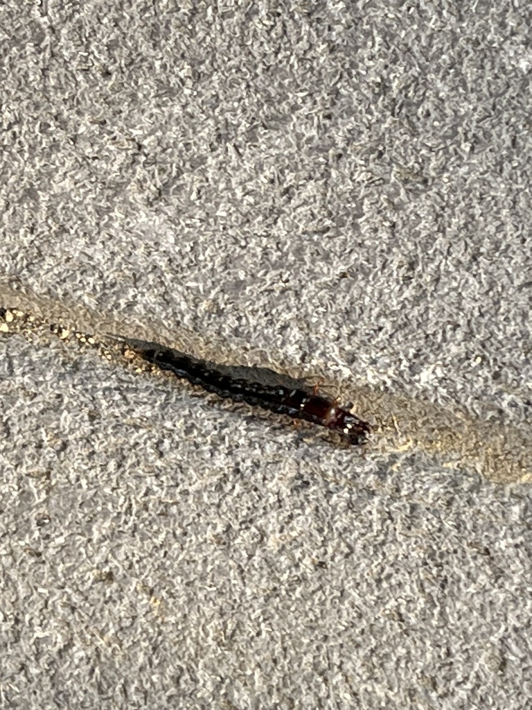 Winged and Once-winged Insects from Walnut Dr, Manheim, PA, US on July ...