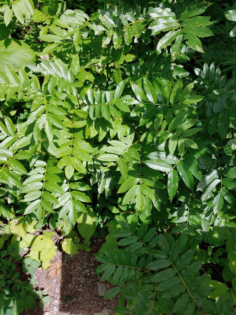 Greene's mountain ash from Glacier County, MT, USA on July 13, 2023 at ...