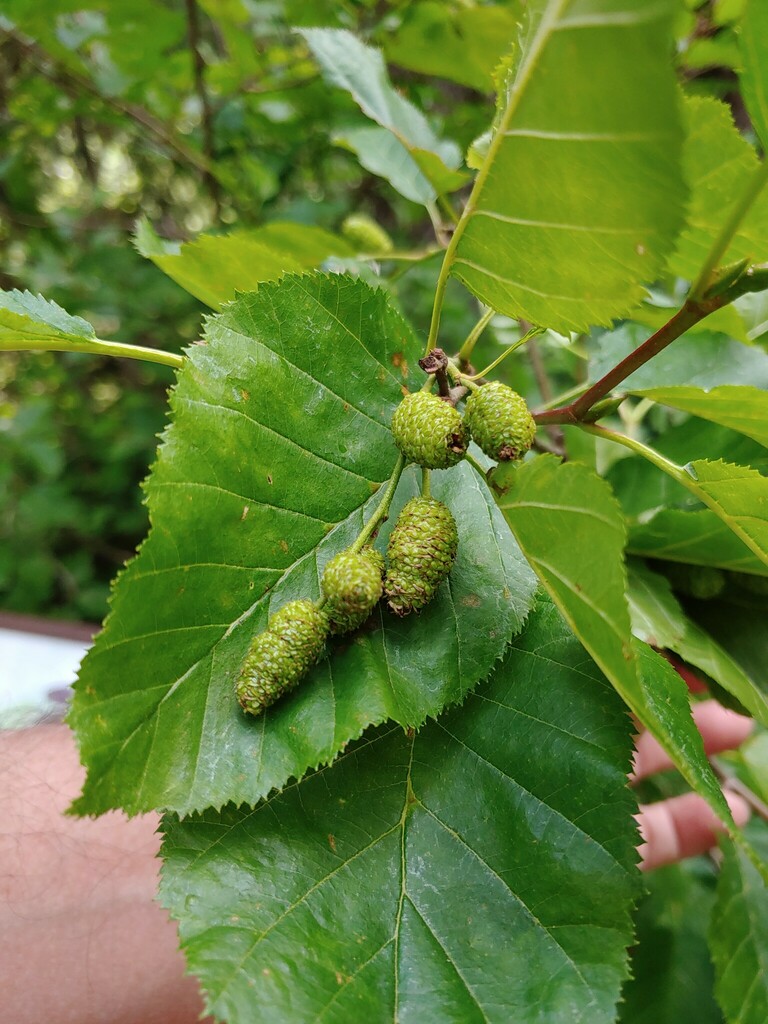 grey alder from Glacier County, MT, USA on July 13, 2023 at 01:59 PM by ...