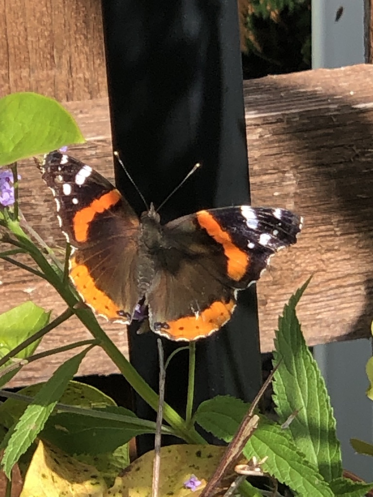 Red Admiral from E Bissell Dr, Palatine, IL, US on July 18, 2023 at 04: ...