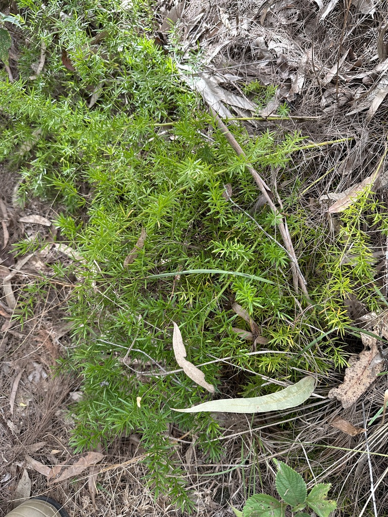 African Asparagus in July 2023 by cwelden_ecp · iNaturalist