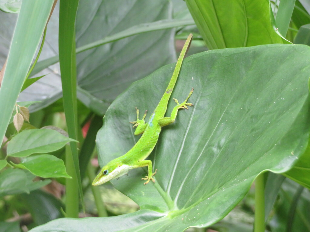 Green Anole from Kapaʻa, HI 96746, USA on June 13, 2023 at 09:17 PM by ...