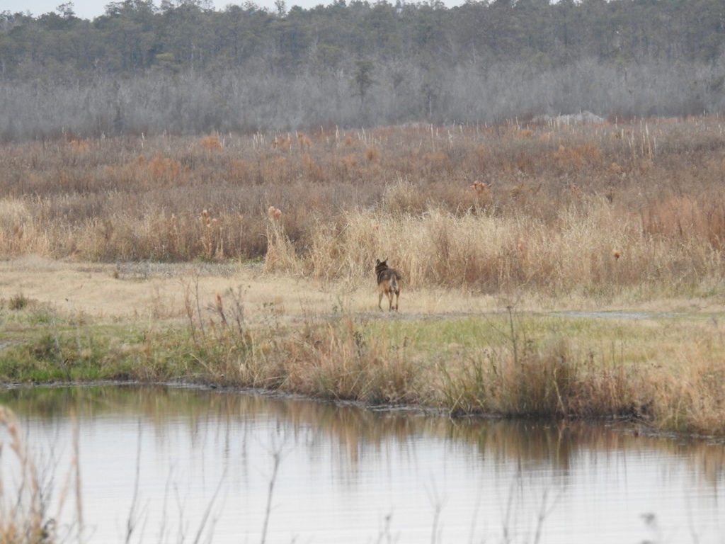 Red Wolf in January 2019 by Laura Mae. Red wolf? Its movement was more ...