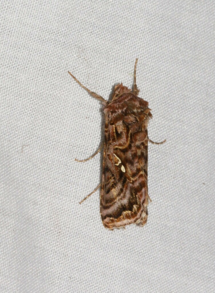Wavy Chestnut Y Moth from Mont-Joli, QC, Canada, 1101 rue Lussier on ...