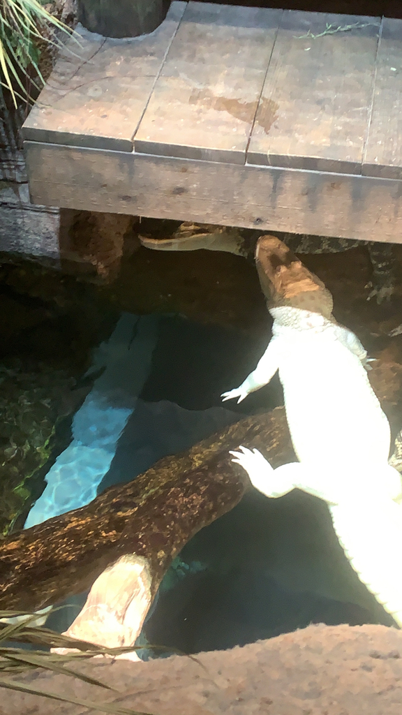 American Alligator from Atlanta on July 18, 2023 at 06:09 PM by thaven ...