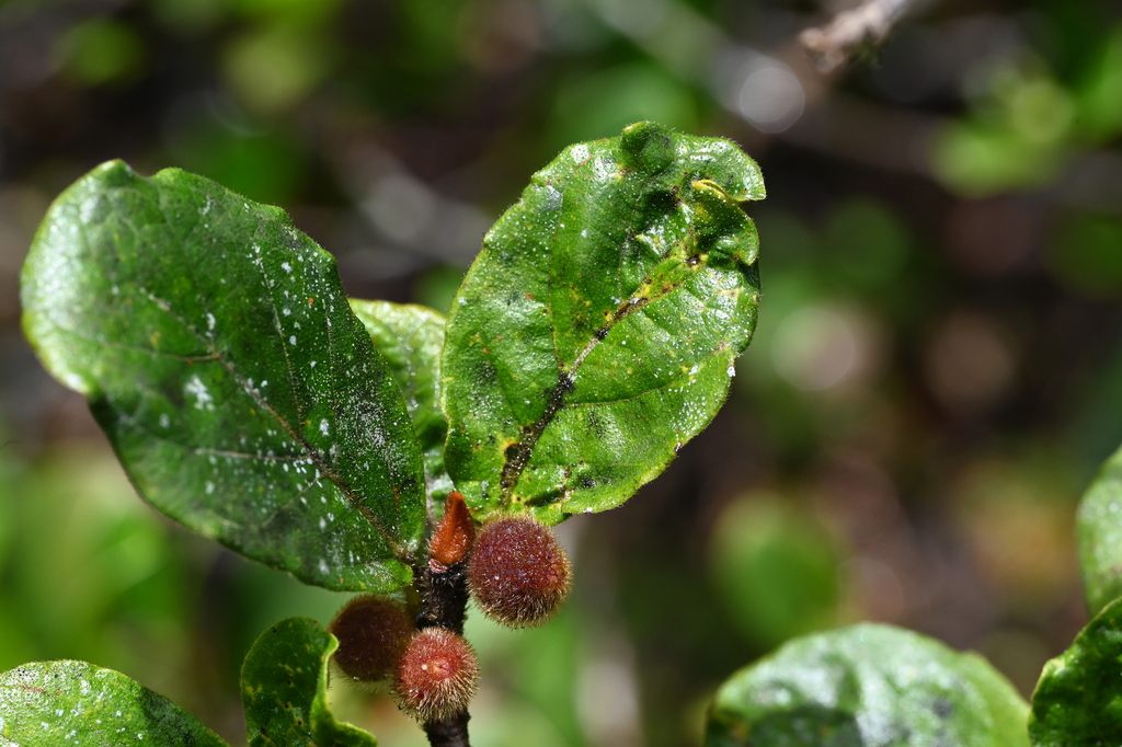 (Ficus popenoei malacocarpa) - Botanical Realm