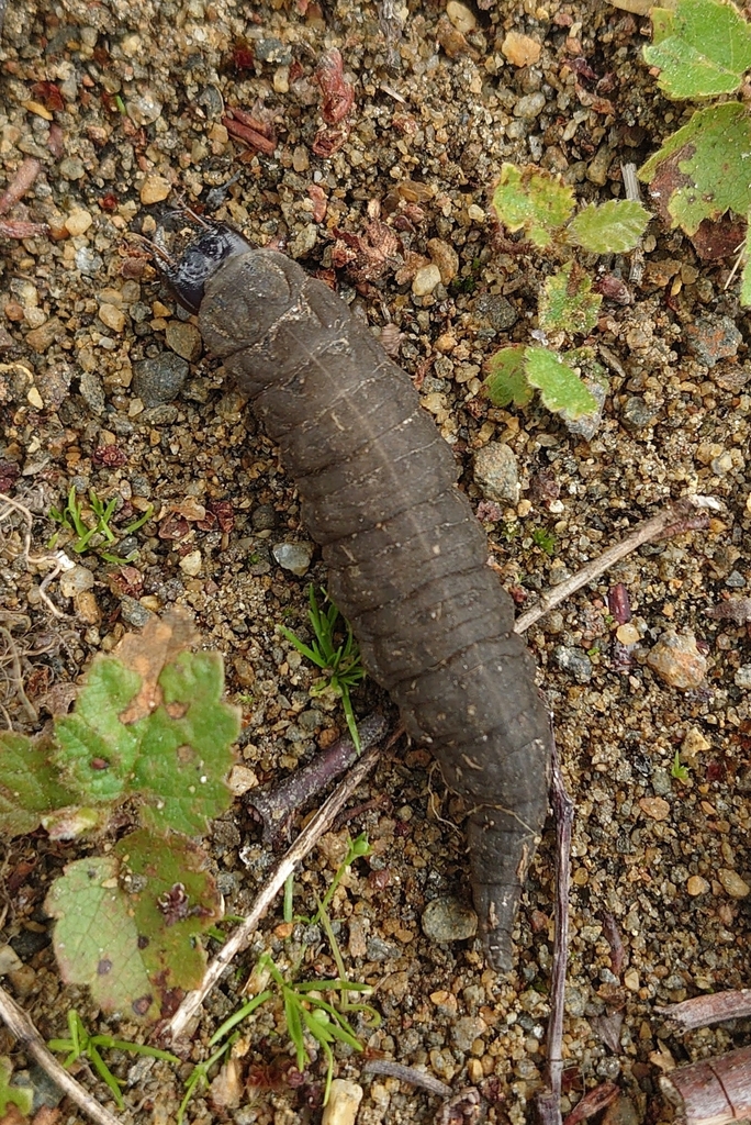 Hydrophilus in July 2023 by tydieeee · iNaturalist