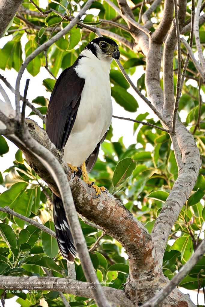 Halcón Selvático de Collar (Aves de Ciudad Victoria) · iNaturalist Mexico