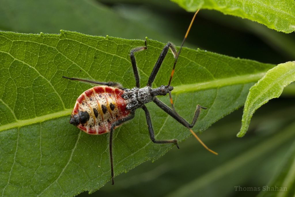 North American Wheel Bug in July 2023 by Thomas Shahan · iNaturalist