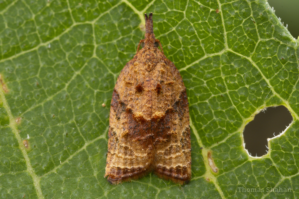 Black-shaded Platynota Moth in July 2023 by Thomas Shahan · iNaturalist