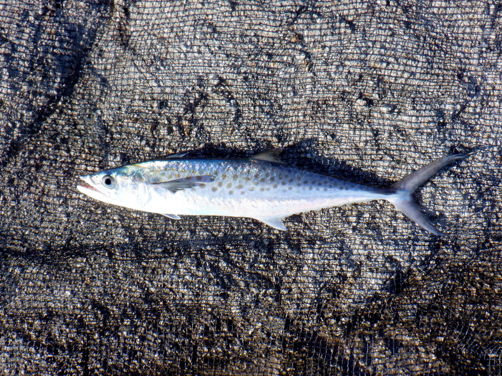 King Mackerel from Boca Raton, FL, USA on November 8, 2021 at 04:45 PM ...