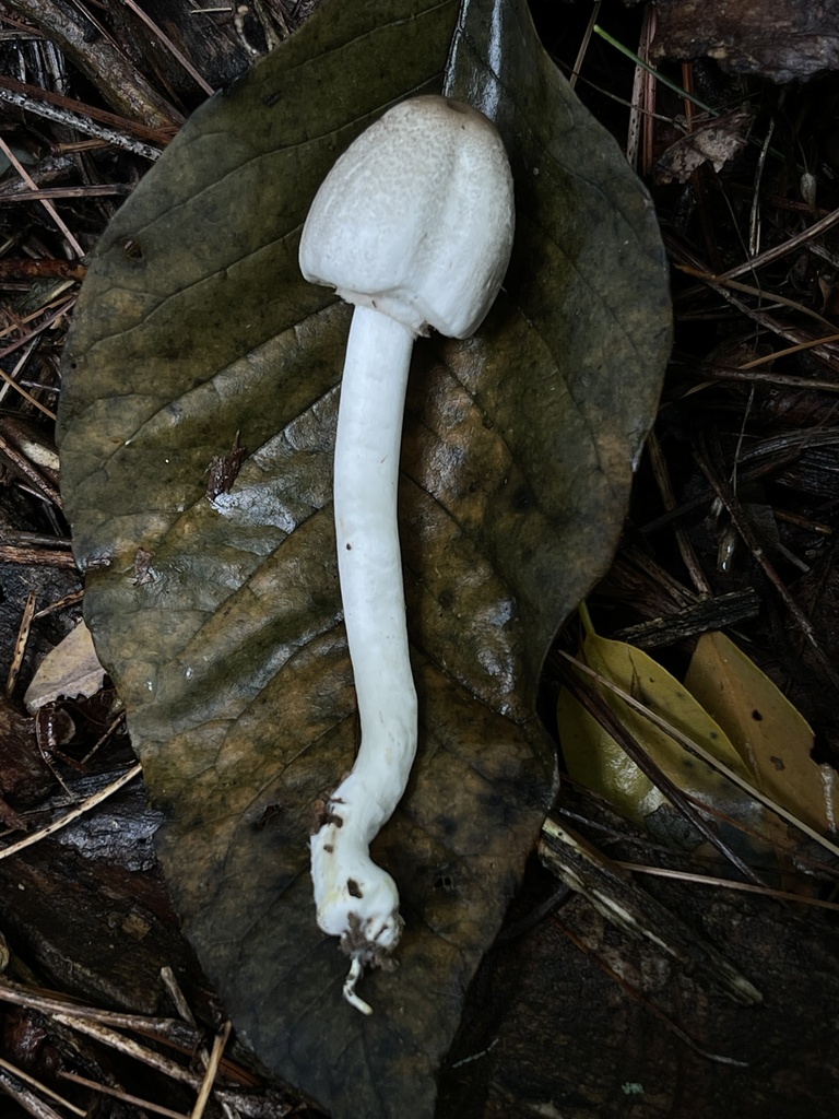 Agaricus leptocaulis from Hueston Woods State Park, College Corner, OH, US on July 18, 2023 at ...