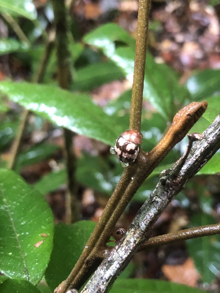 Doryphorini from Santa Rita, PB, BR on June 11, 2023 at 11:05 AM by ...
