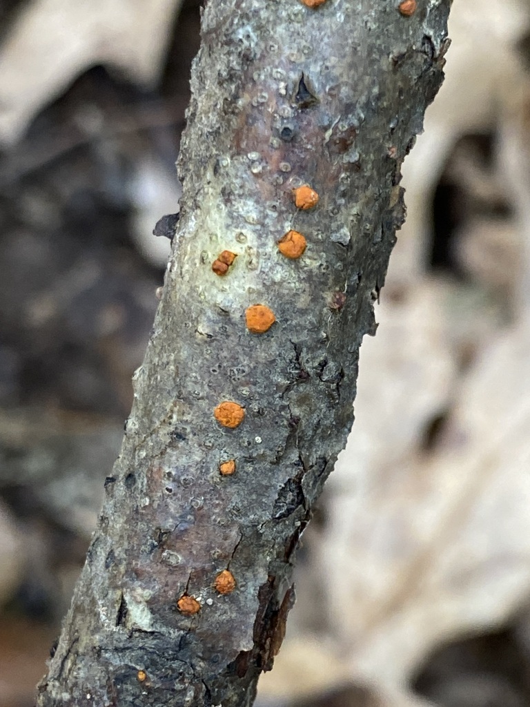 orange hobnail canker in July 2023 by jim · iNaturalist