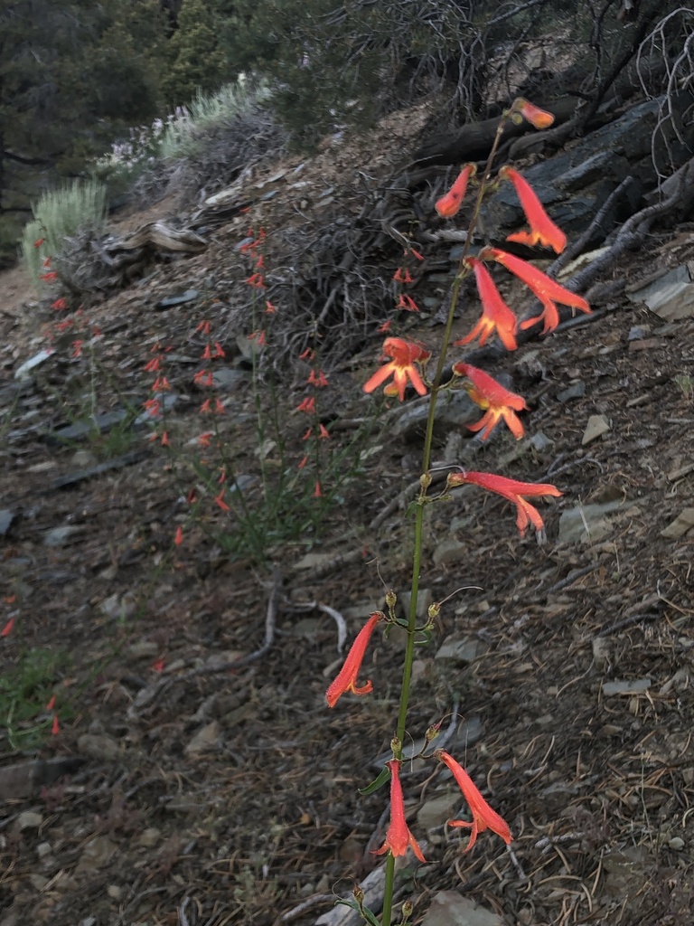 Bridges' penstemon from Death Valley National Park, Death Valley, CA ...